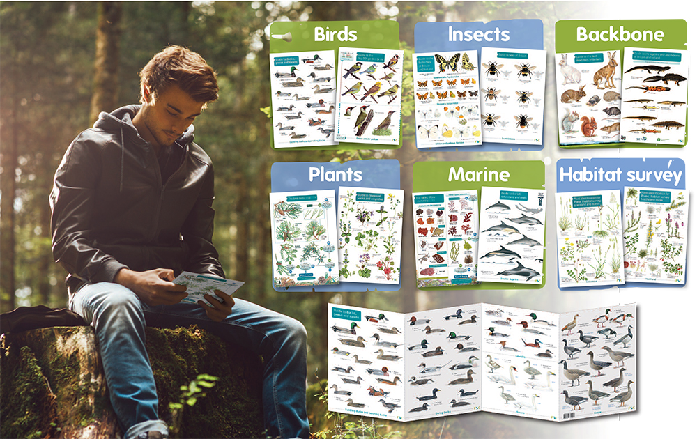 BSBI News & Views: Free wildlife ID sheets connecting the next ...