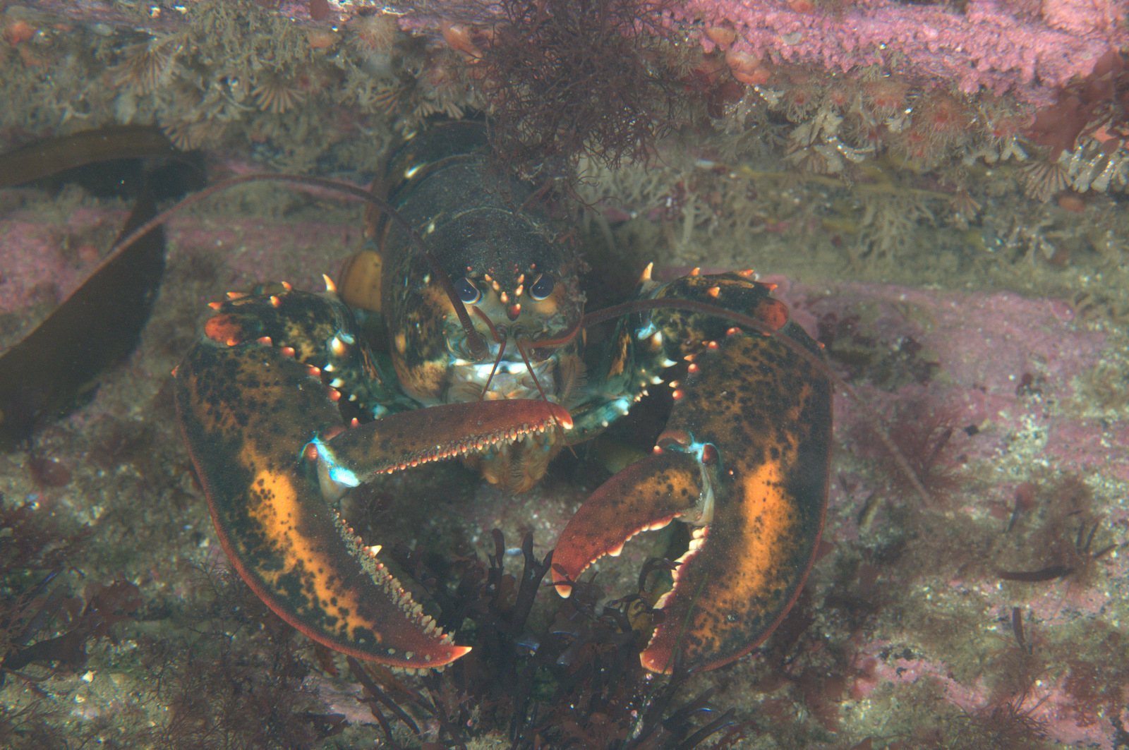 under pressure world: Homarus americanus- Harpswell, ME