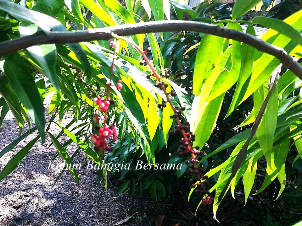 Kebun Bahagia Bersama: Perupok (Lepisanthes alata)