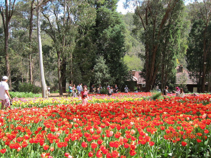 KotaStar: Spring Time in Perth AUS