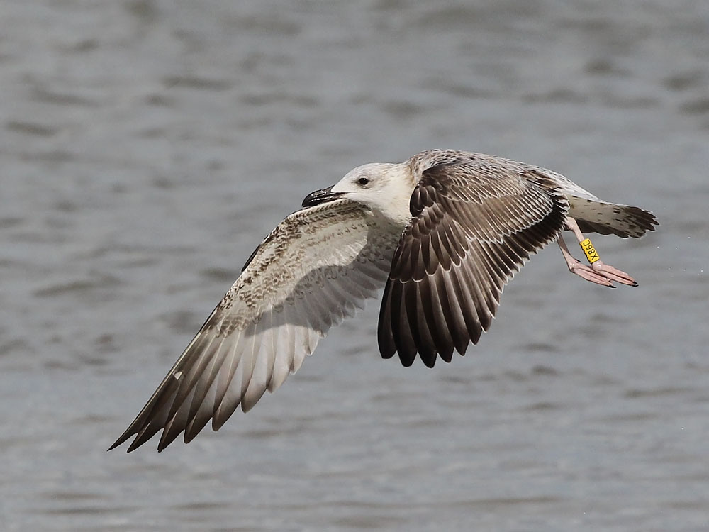 Richard Smith - Birdwatching Days Out: CASPIAN GULL, 1st winter, Yellow ...