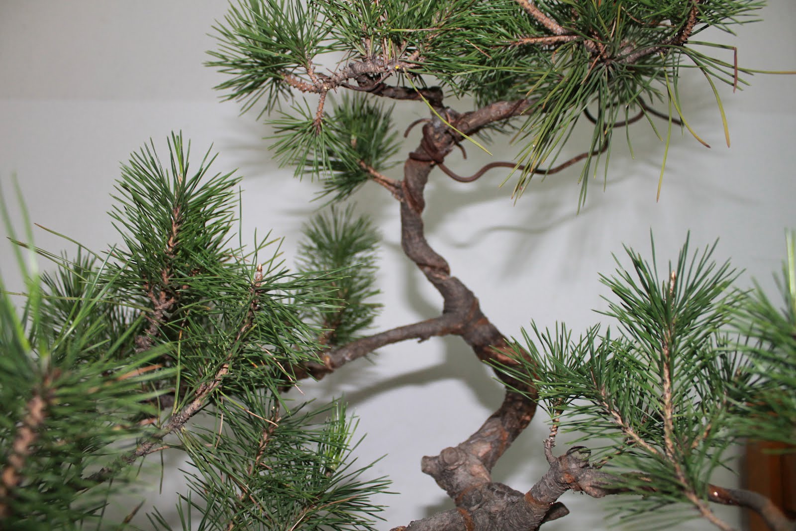 Yanashimi Bonsai: Before : Japanese Black Pine