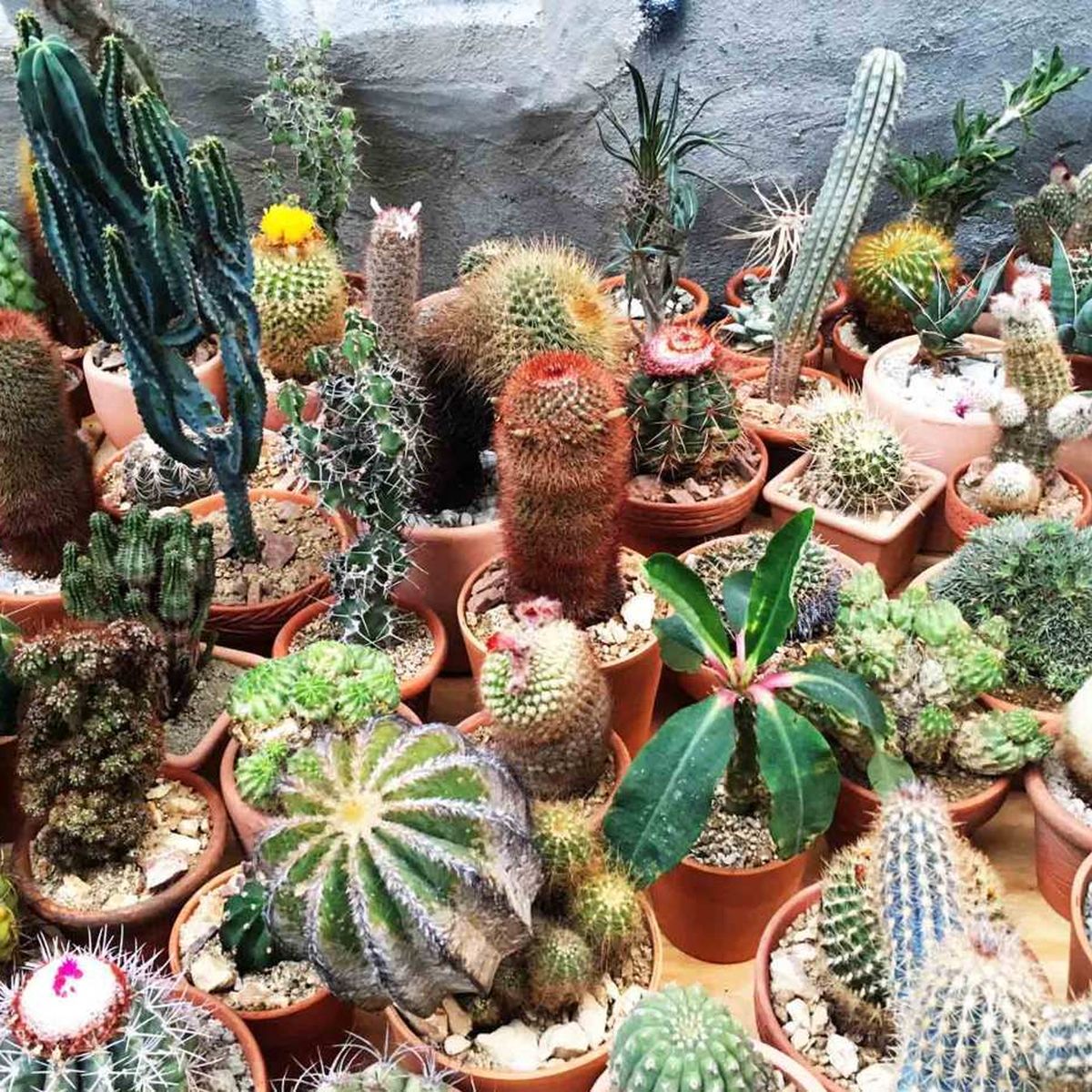 Los Cactus «cactáceas» - Id Plantae