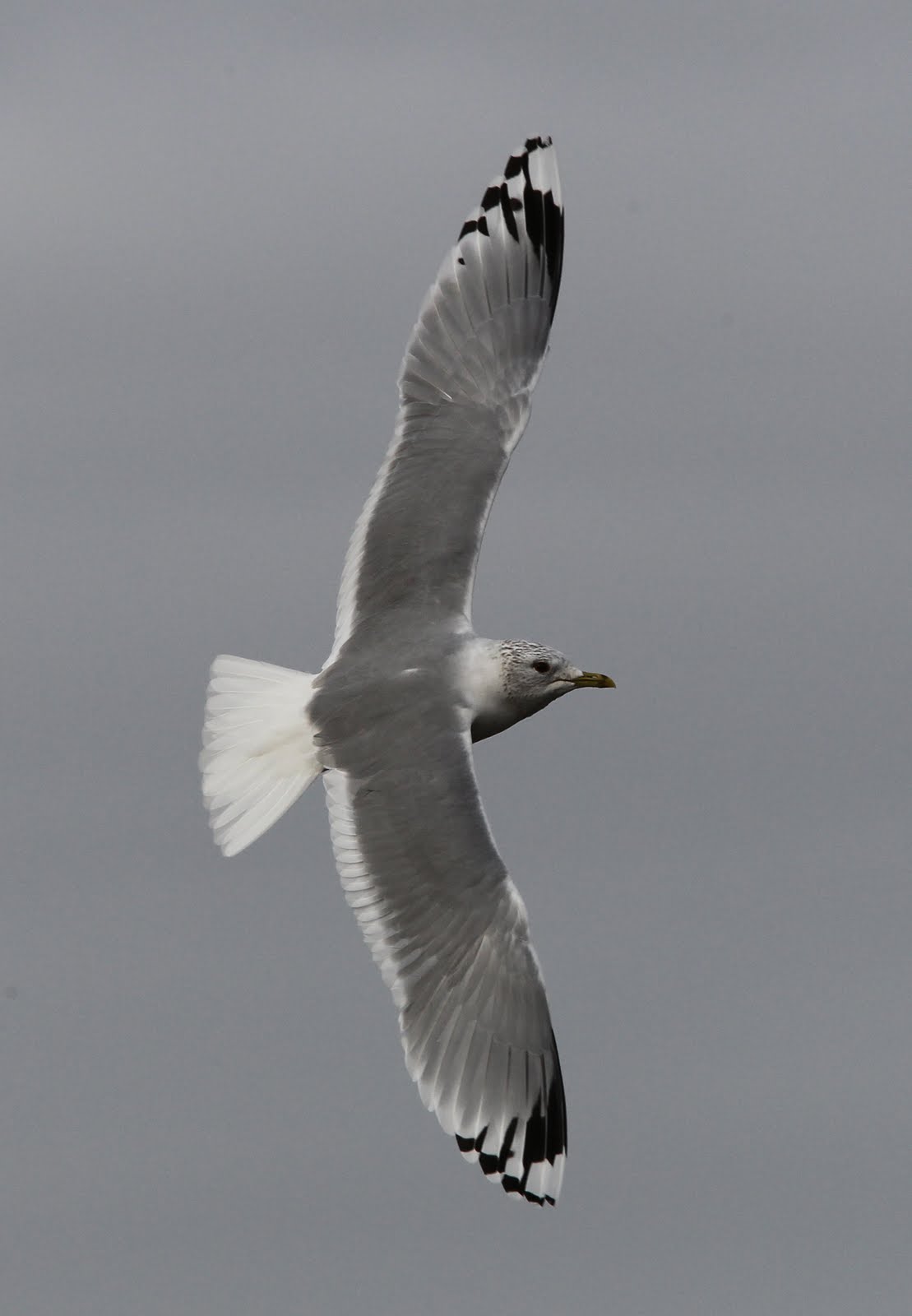Chris Gibbins - gulls & birds: Extreme of Common Gull wing tip pattern