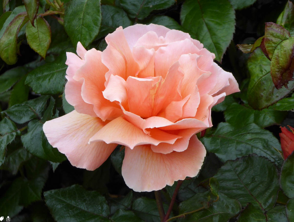 Brekekekex Koax Koax