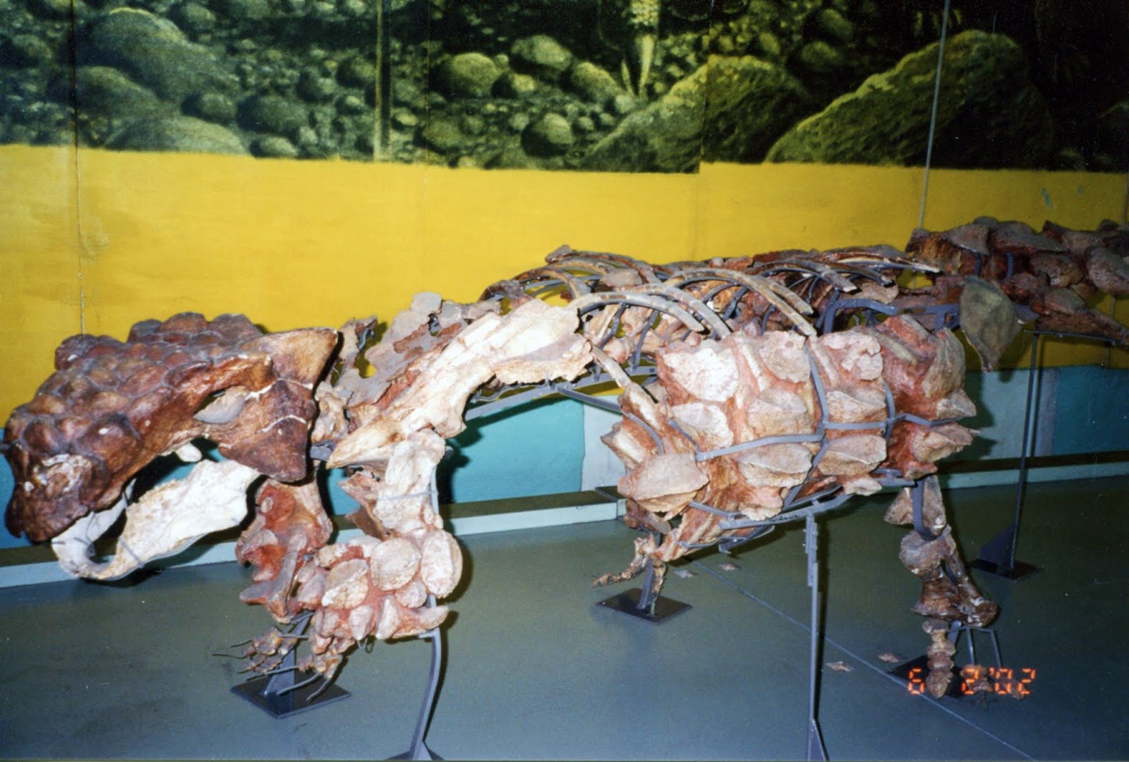 Equatorial Minnesota: On the nuances of ankylosaurs