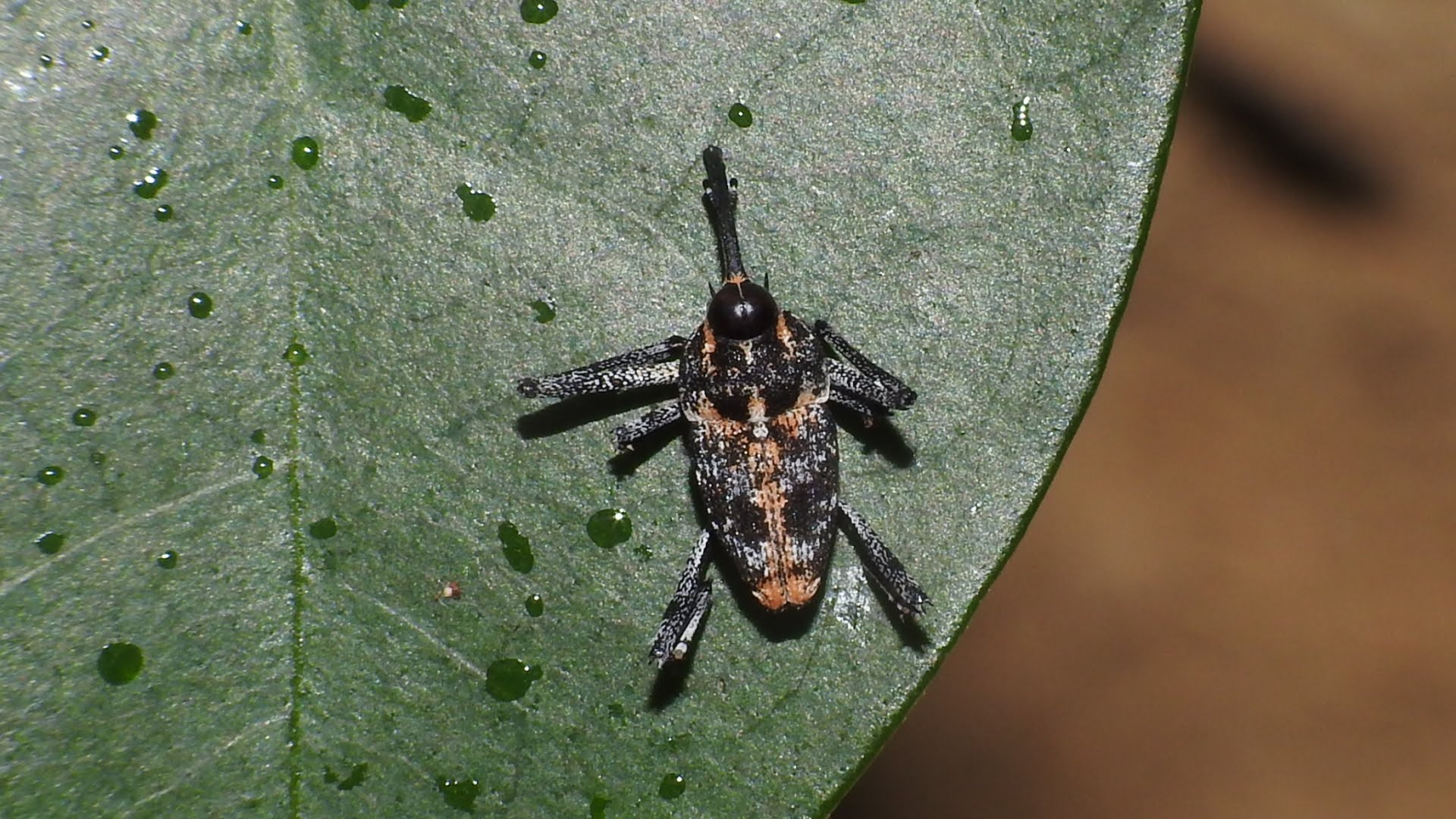 台灣-鳥類與昆蟲-自然觀察記錄: 大眼象鼻蟲 Mecopus bispinosus