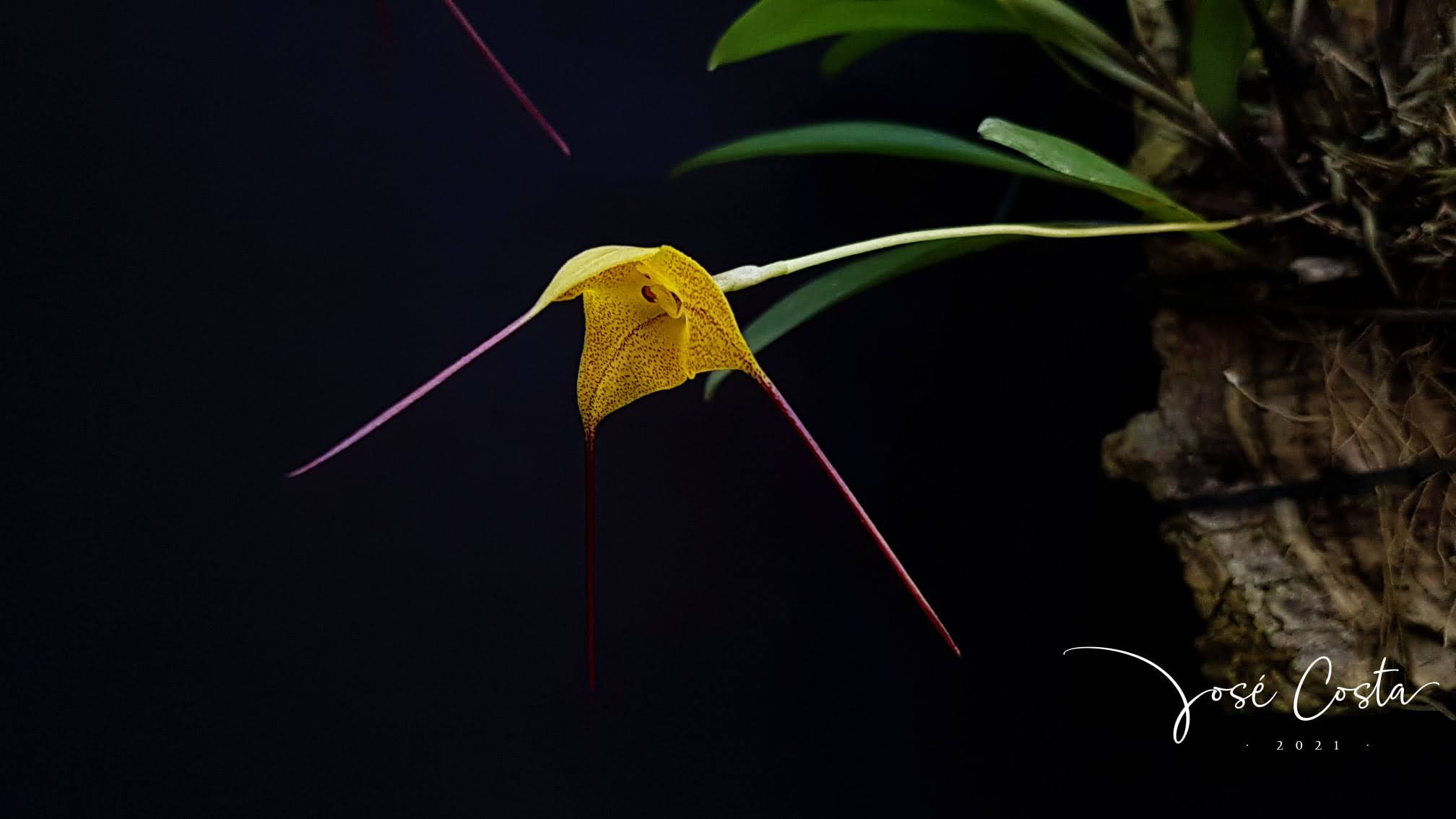 Masdevallia triangularis