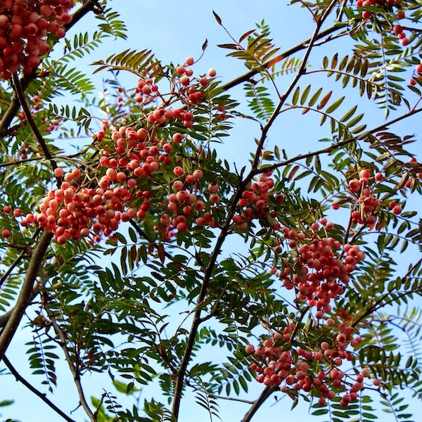 Trees Planet: Sorbus vilmorinii - Vilmorin's Mountain-ash - Vilmorin's ...
