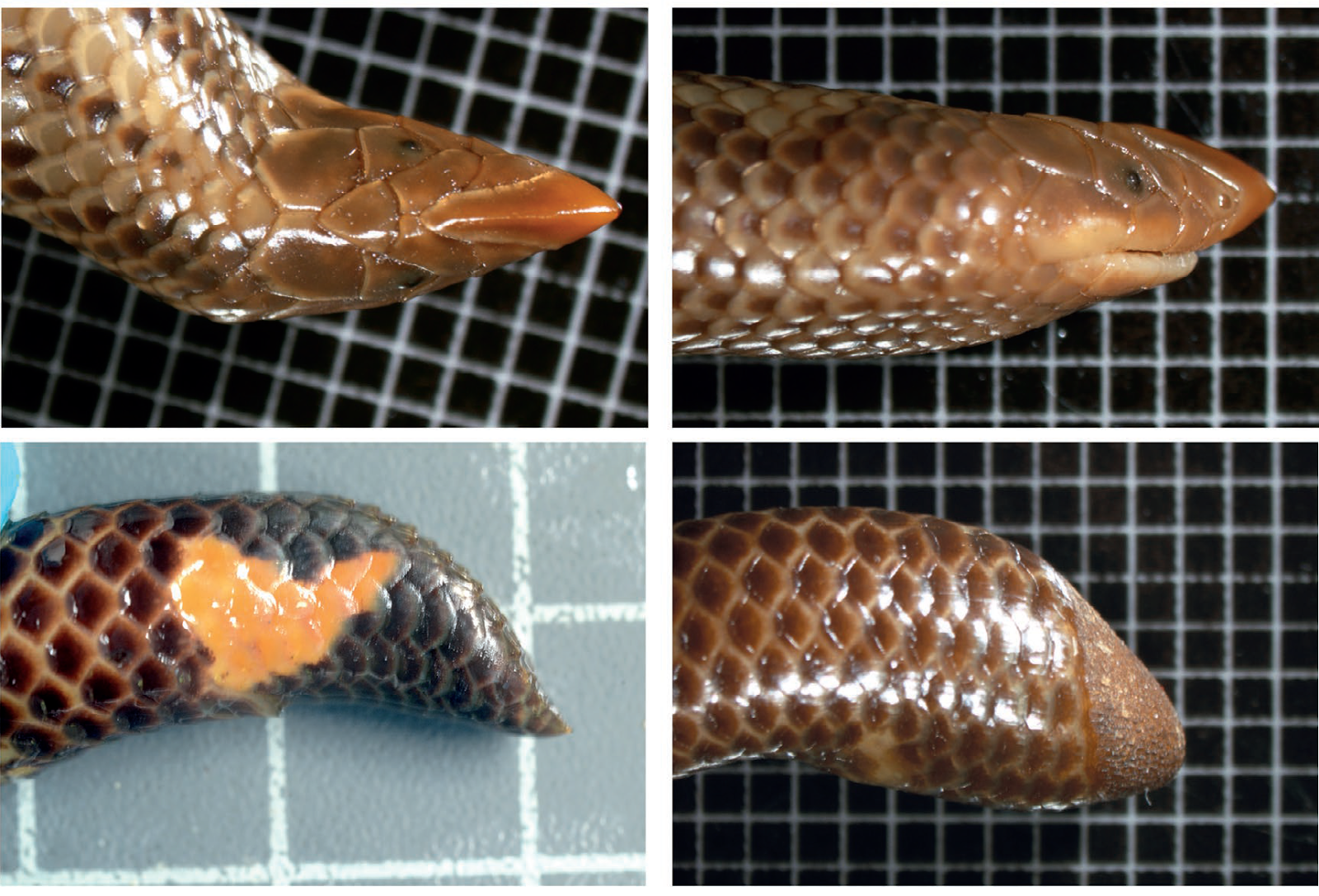 Life is short, but snakes are long: Shield-tailed snakes (Uropeltidae)