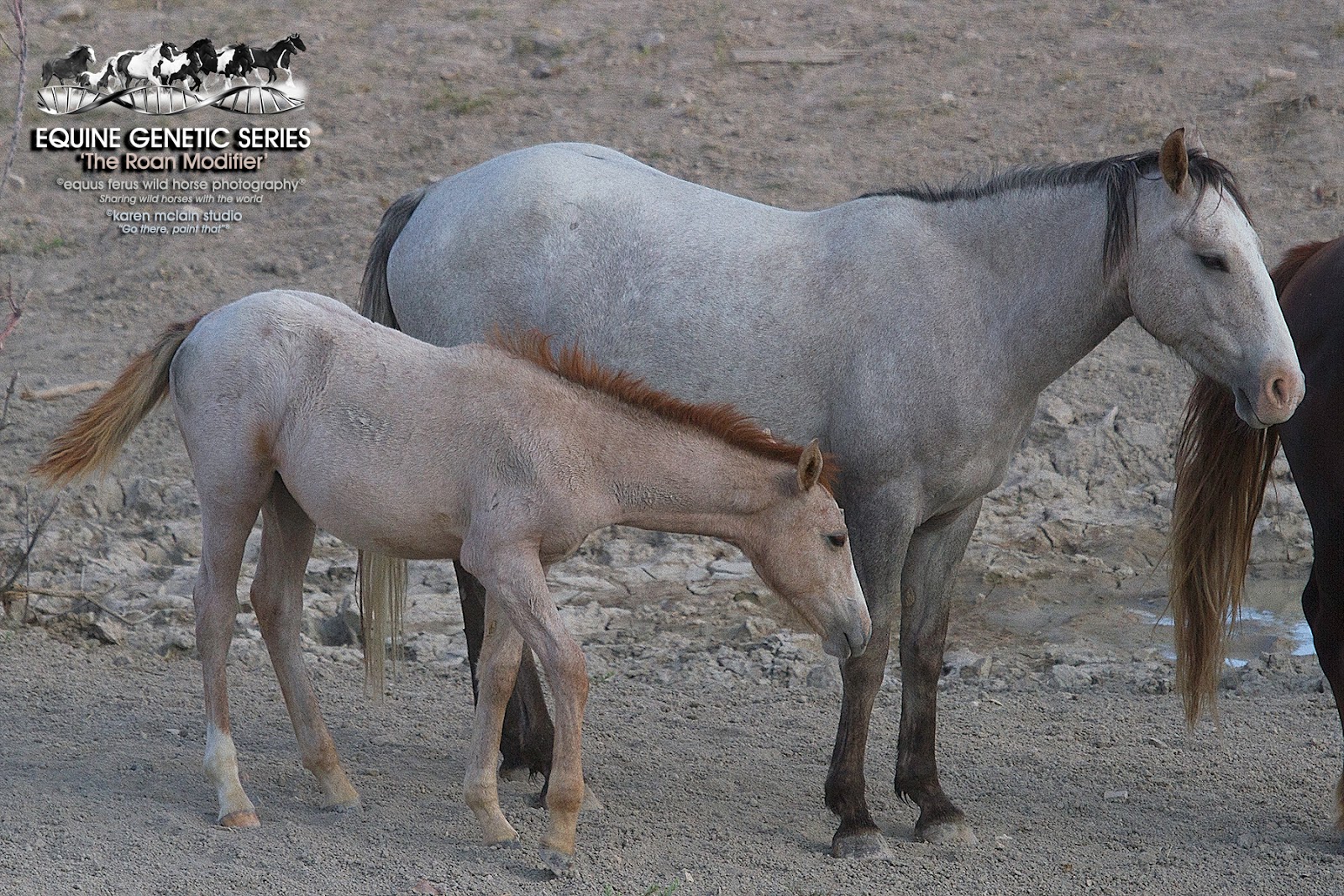 Equus ferus- Wild Horse Photography®