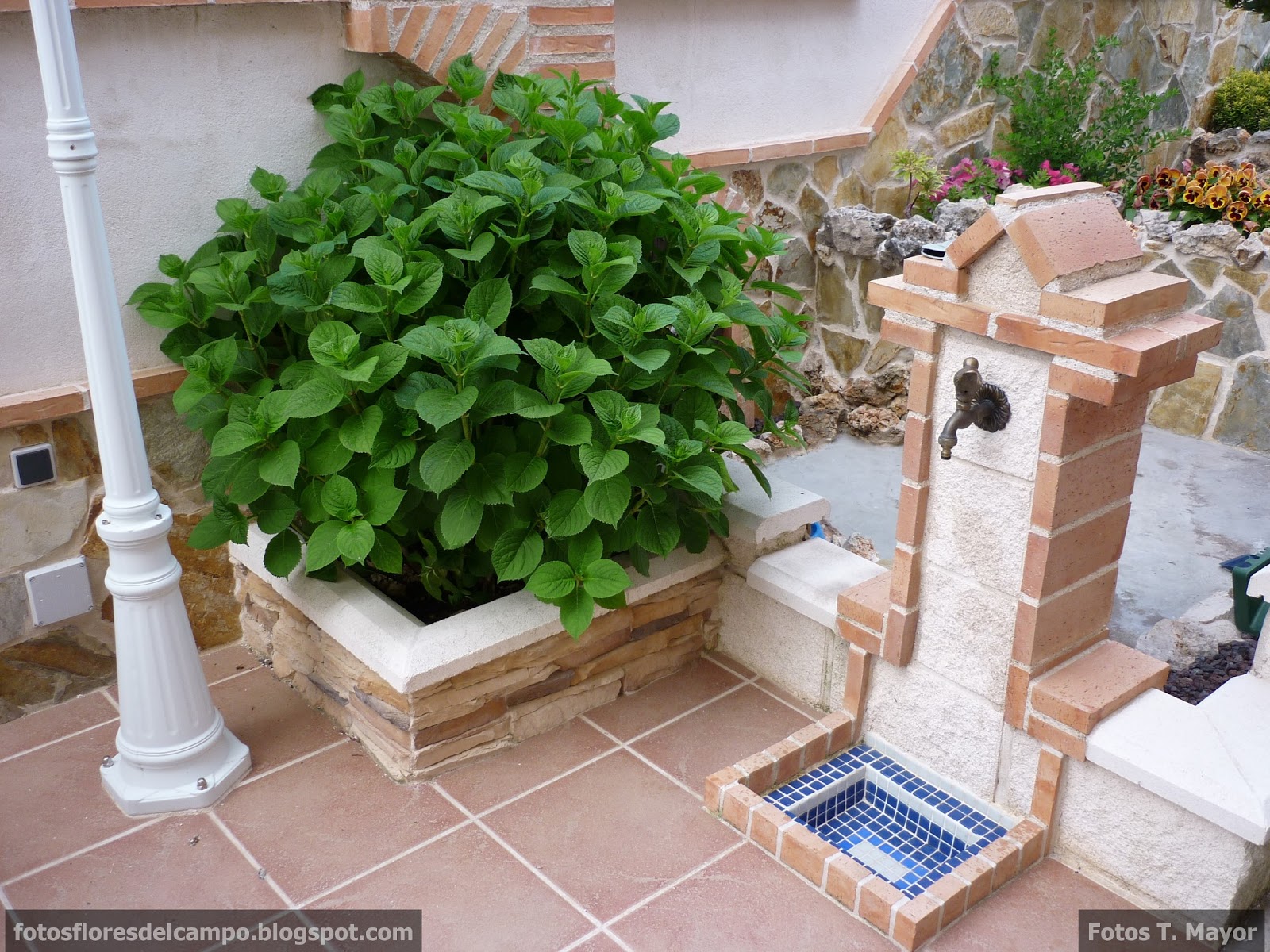 Flores y plantas silvestres: " Hydrangea macrophylla ". Hortensia.