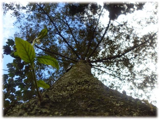 Un viaje al Jardín Botanico ( Jose Celestino Mutis) Colombia : Aliso