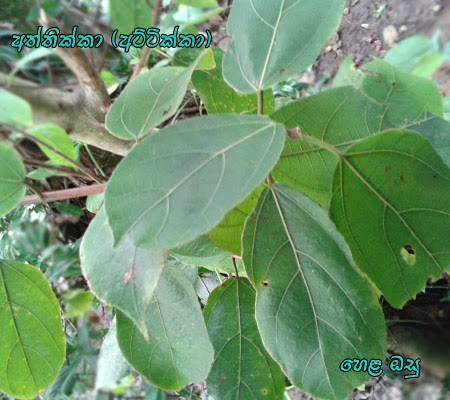 Hela osu: අත්තික්කා (Attikka)