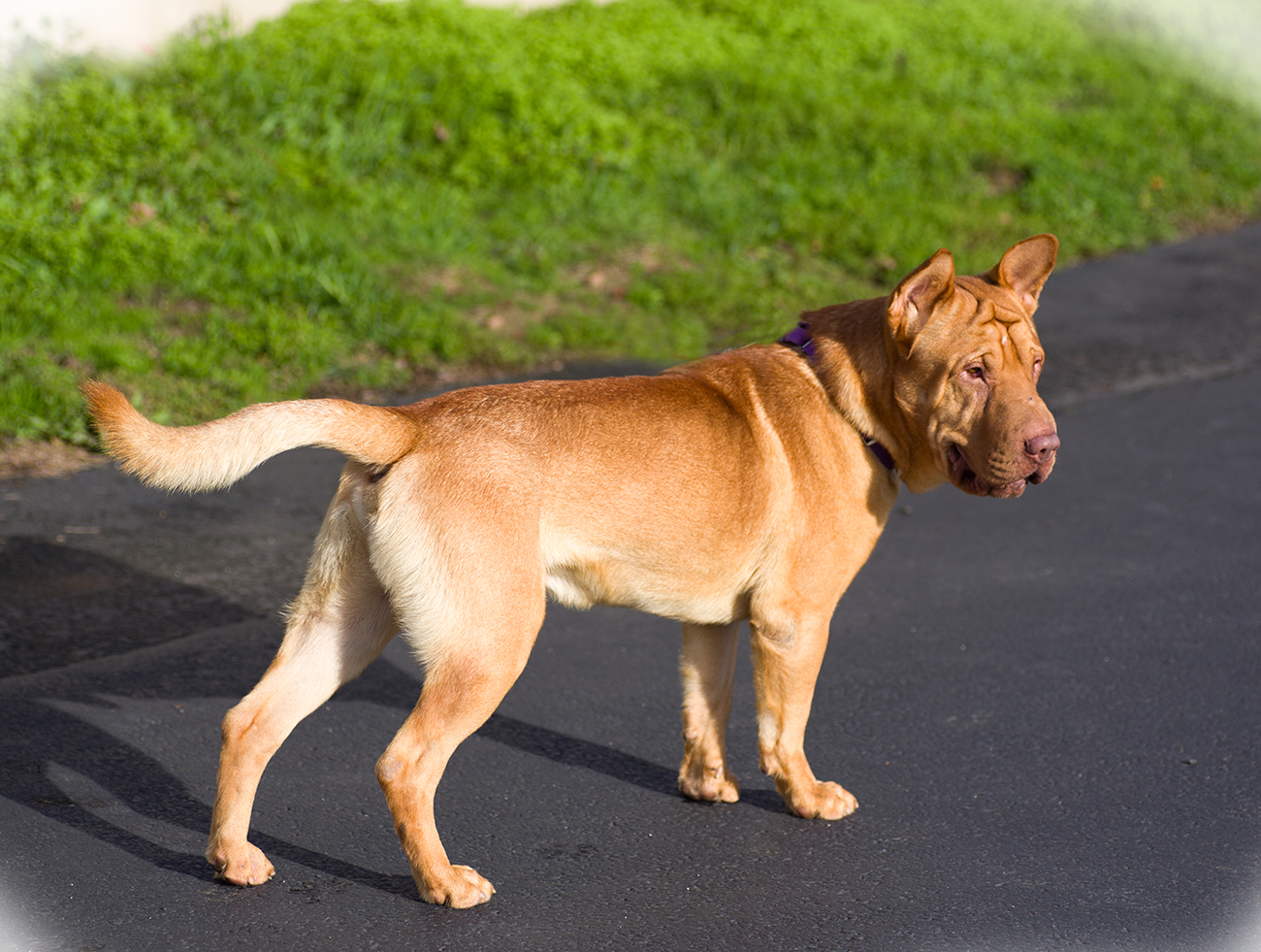 Shelter Dogs of Portland