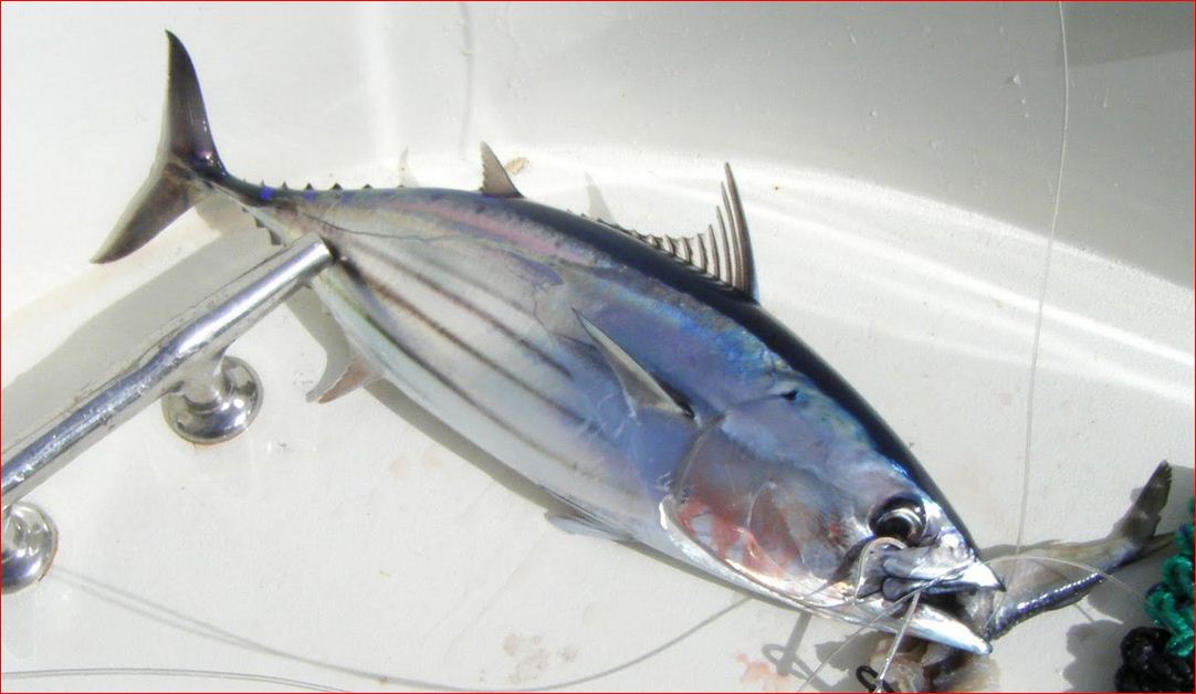 Skipjack Tuna Loin High Quality Seafood Product - Tuna Skipjack Frozen ...