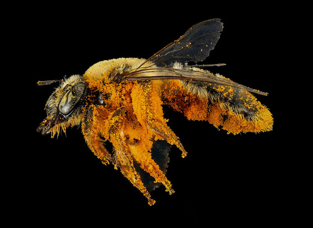 Funny&Amazing Pics&Facts: Enjoy a glorious rainbow of incredible bug ...