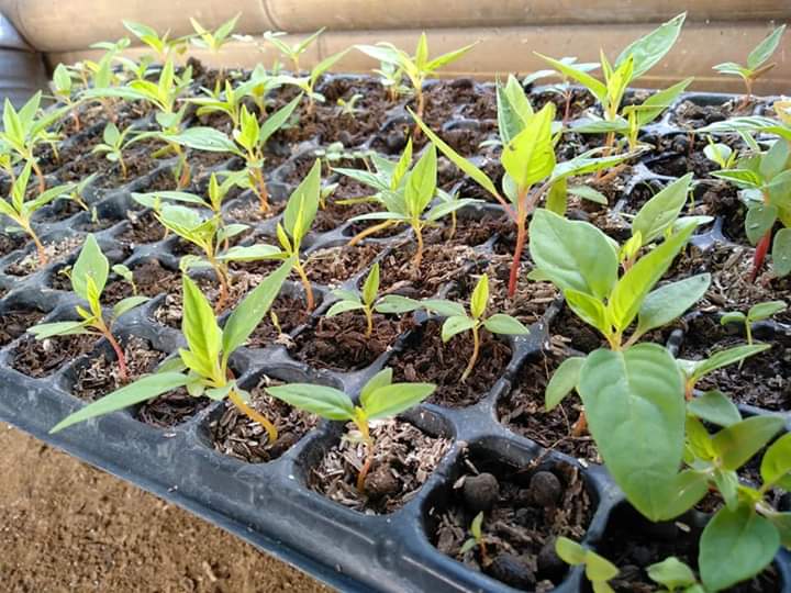 Tips Dan Trik Cara Semai Bunga Celosia - Landasan Petani