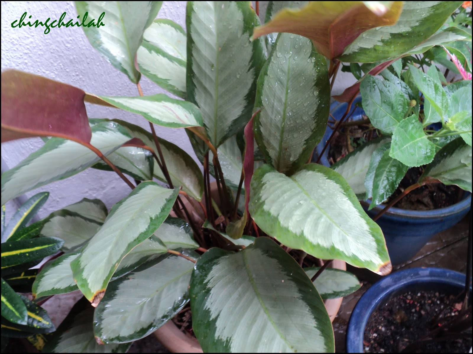 Simple Living In Nancy: GROWING SILVER VARIEGATED CALATHEA IN MY GARDEN.