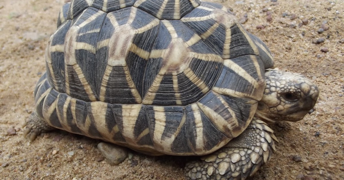 Tortoises and Terrapins