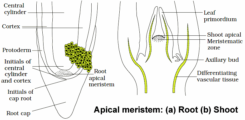 Anatomy of flowering plants - Notes (Class 11) Part 1 The Tissues