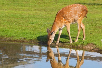 Gocce di rugiada: Come la cerva...