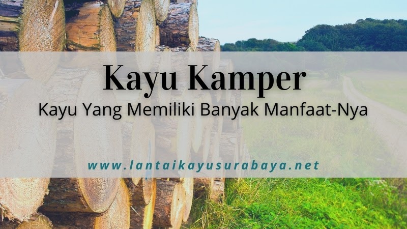 Kayu Kamper, Kayu Yang Memiliki Banyak Manfaat-Nya - Toko lantai kayu ...