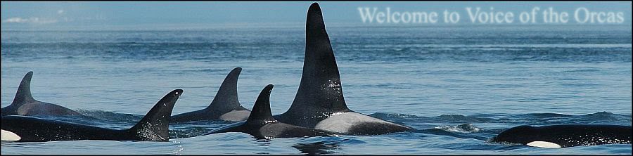 Voice of the Orcas: Blackfish Movie Premieres at Sundance Film Festival