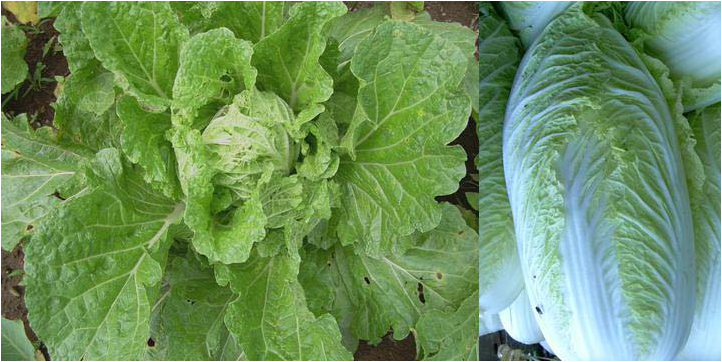 BUDIDAYA PETSAI - TANAM SAYURAN