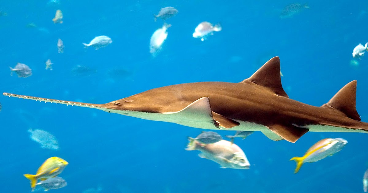 Info Hewan Tumbuhan Prasejarah: Pari Sentani, si Hiu Gergaji