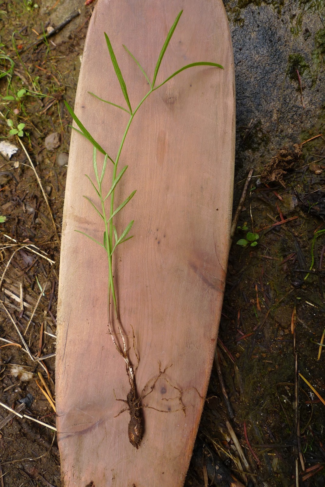 Wild Harvests: June 2012