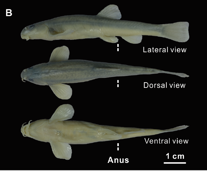 Sciency Thoughts: Triplophysa weiheensis: A new species of Tibetan ...