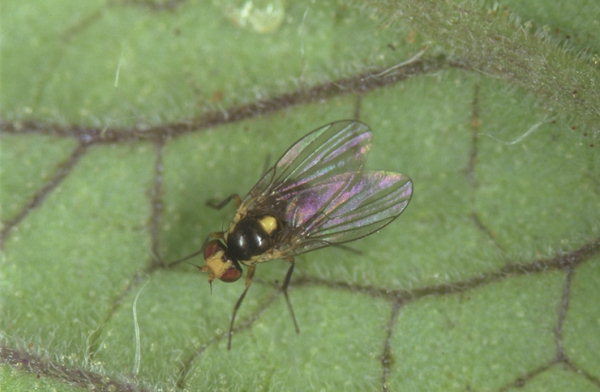 Agriculture durable en Côte d'Ivoire: MINEUSE DES FEUILLES - LIRIOMYZA ...