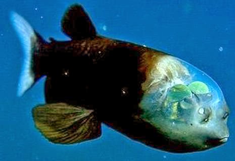 Barreleye Fish | Good Picture Animals