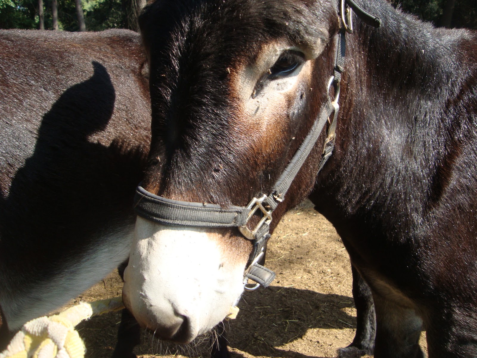 CATALONIAN DONKEYS' REPRODUCTION AT AUTONOMOUS UNIVERSITY OF BARCELONA ...