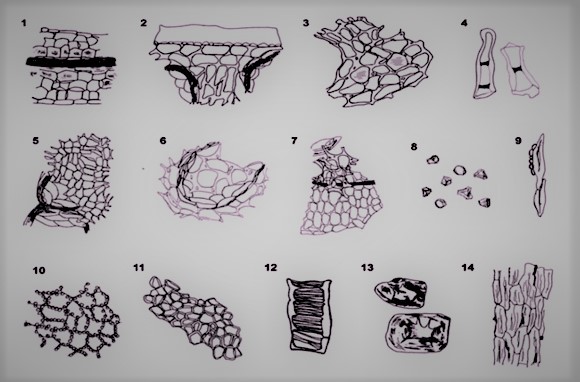 To Study the Macroscopical and Microscopical of Clove