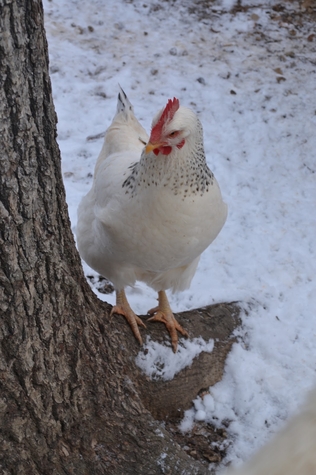 Our Neck of the Woods: Feathered Friend Friday