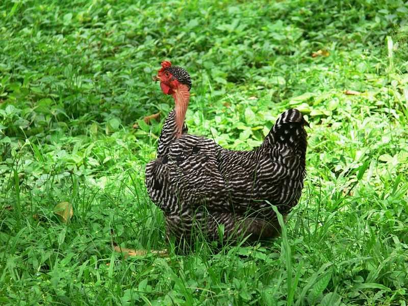 CABAÑAS AVÍCOLAS EL CHOIQUE & ArgentAVIS: GALLINAS "CUELLO DESNUDO"