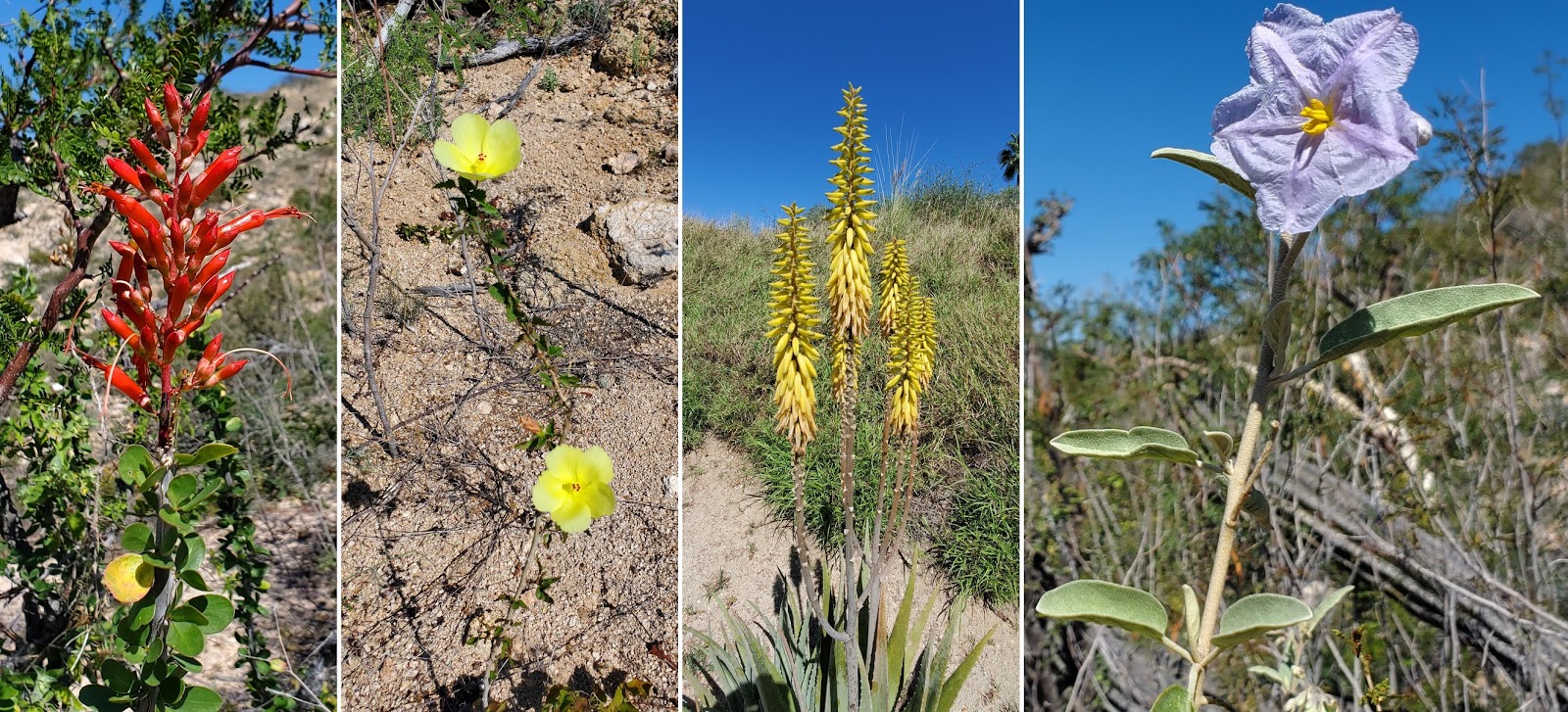 Written In Stone...seen through my lens: The Geo-Evolution of 'Cabo ...
