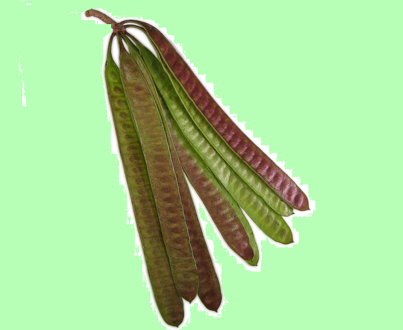 CAMINANDO ENTRE HUAJES: ¿CAMINANDO ENTRE HUAJES?