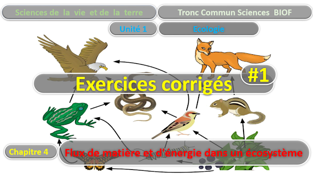 Télécharger | Exercices Corrigés | Tronc commun Sciences > Flux de matière et d'énergie dans un ...