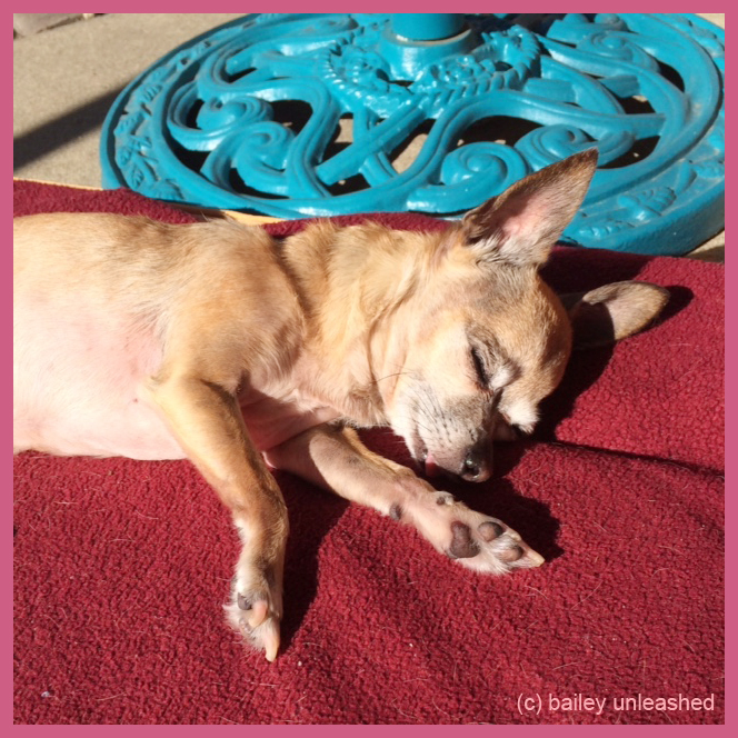 bailey unleashed .com: 3 beauties, sunbathing in the buff!