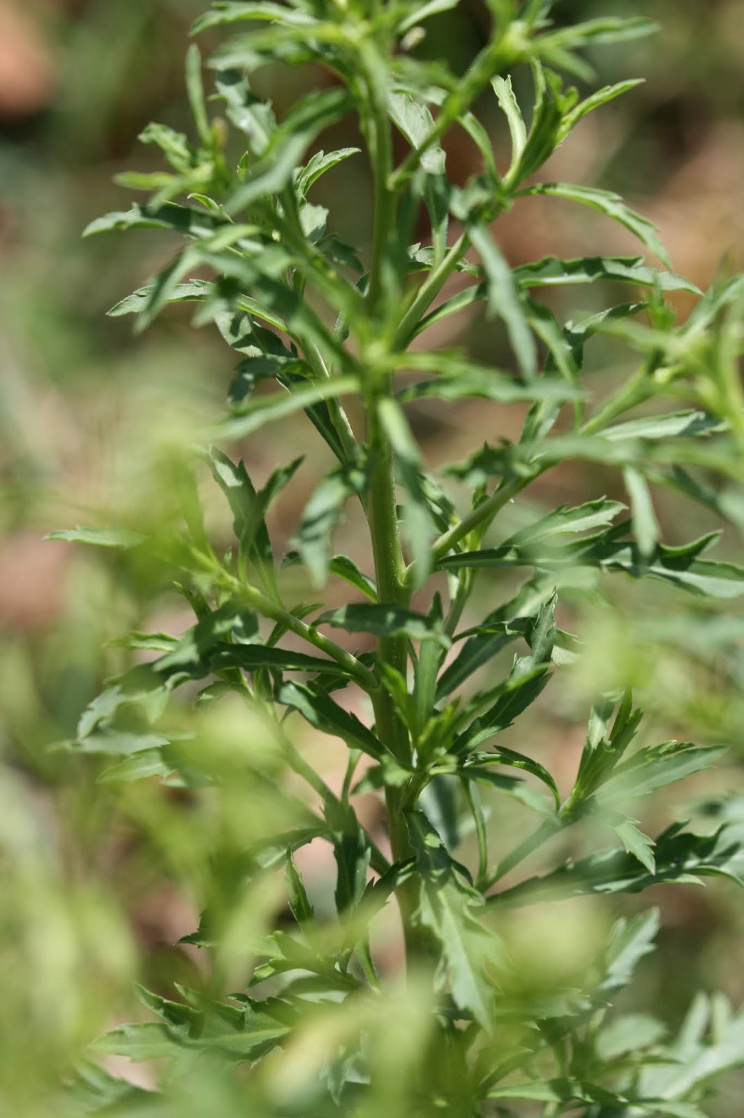 Native Florida Wildflowers: Virginai Peppergrass - Lepidium virginicum