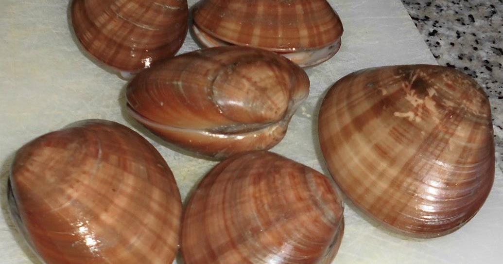 Calle Ancha: Conchas finas