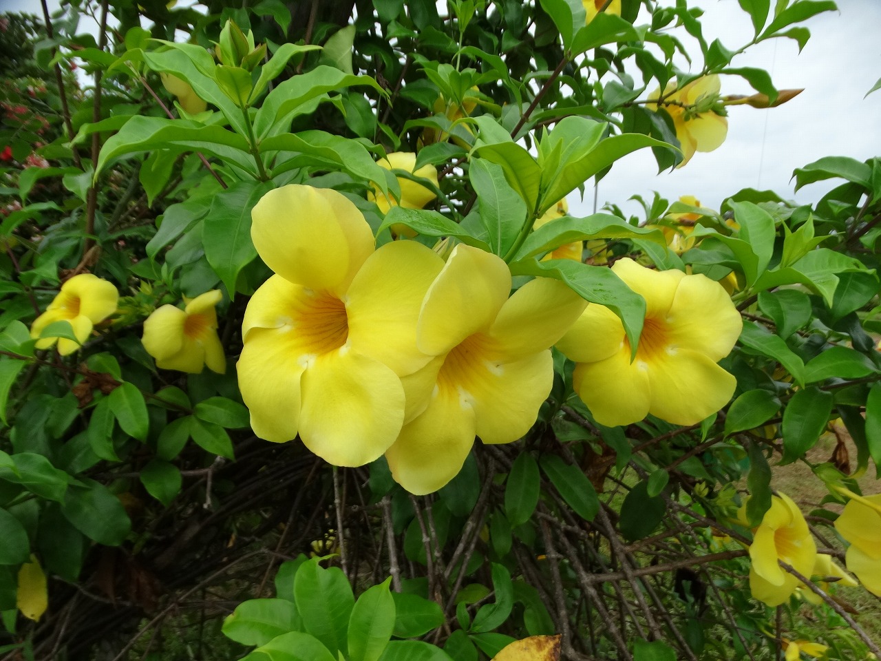 故有事 カンボジアで見た綺麗な花 Beatiful Flowers Which Seen In Siem Reap