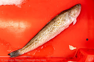 Through the Gaps! - Newlyn Fishing News: 01/06/2021 - 01/07/2021 ...