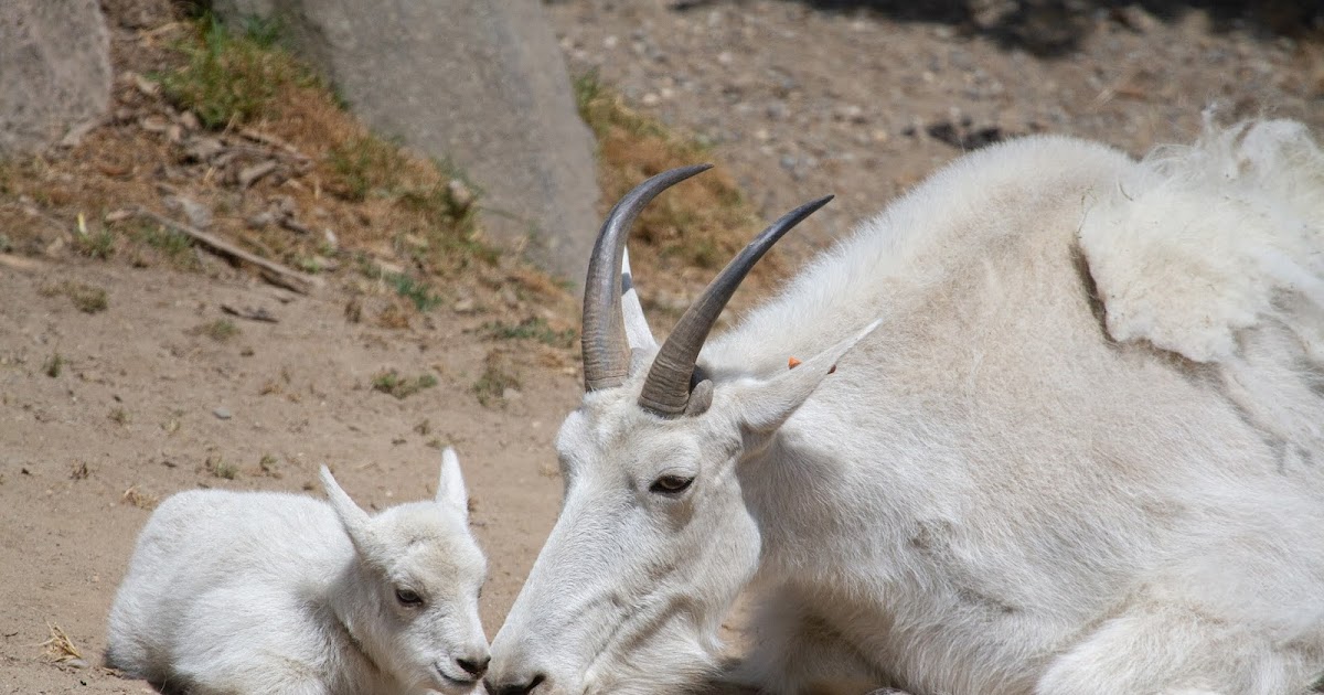 It's a girl! New mountain goat kid hits the trail!