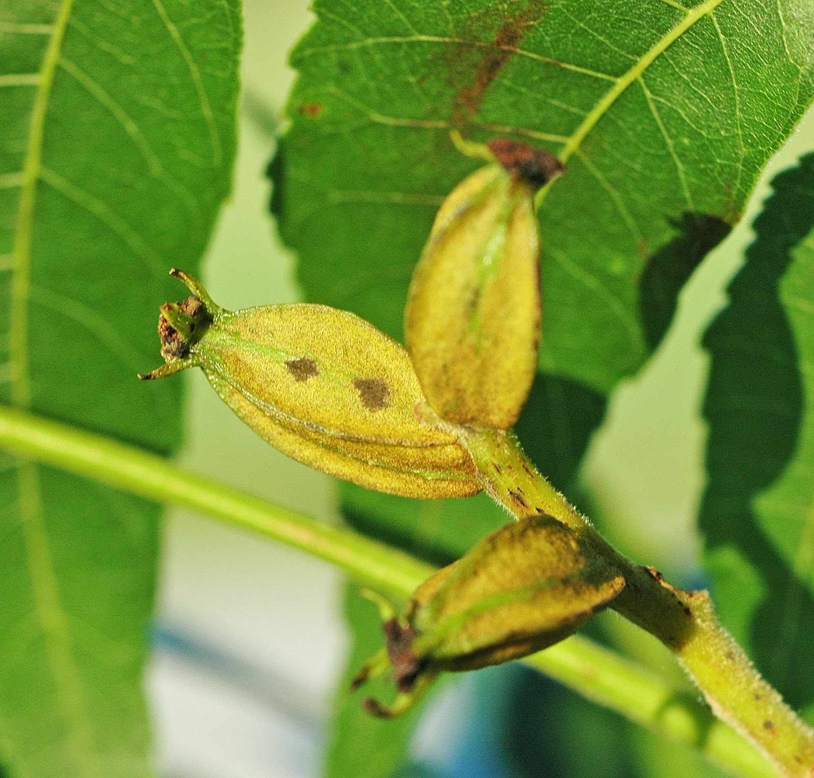 Northern Pecans: Making a second scab spray