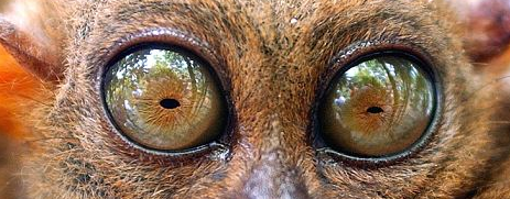 SunSpark of Truth: Monkey Eyes