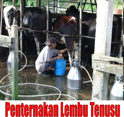bukan doktor veterinar: Panduan Penternakan Lembu Tenusu